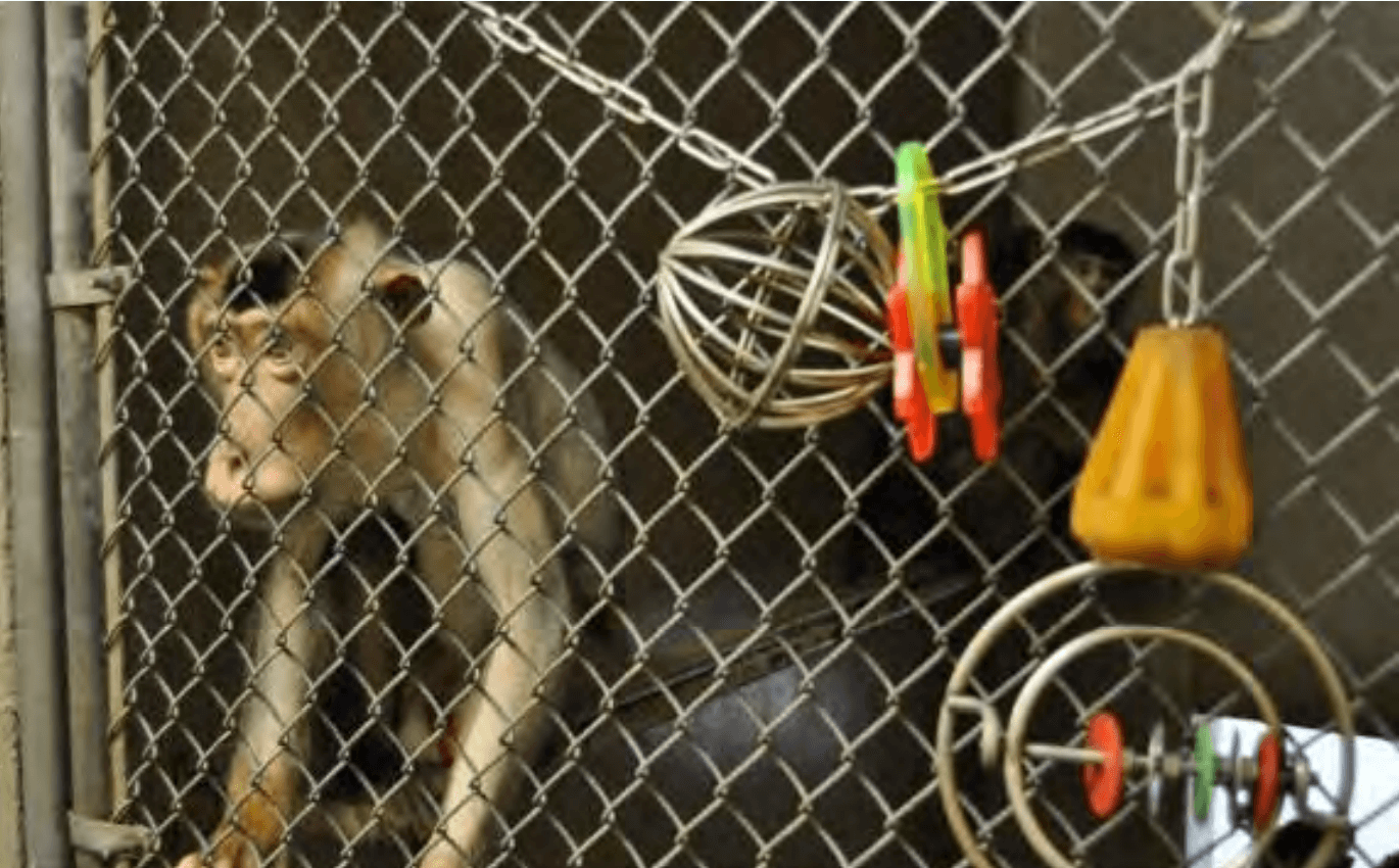 9 Brain Experiments That Will Make You Shun Animal Tests | PETA