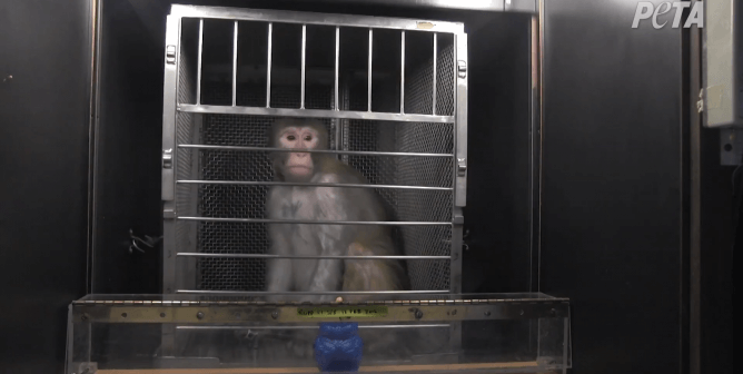 Investigation of ONPRC Reveals Horrifying Abuse of Monkeys Used in ...