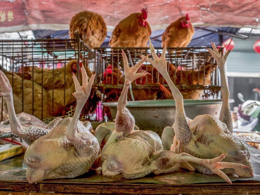 Live-Animal Markets Should Be Permanently Closed | PETA