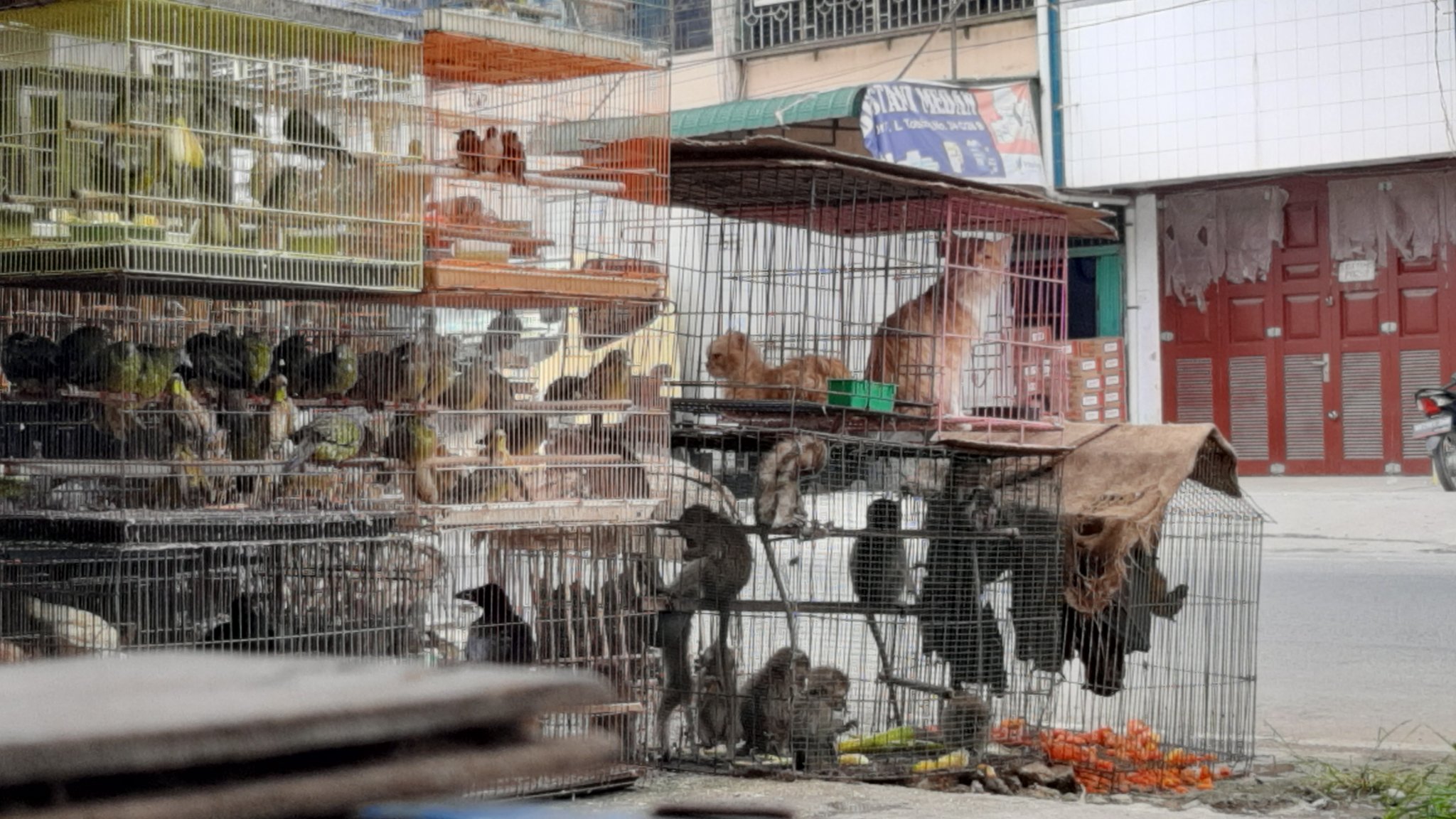 Bats and monkeys at live-animal markets in Indonesia | PETA