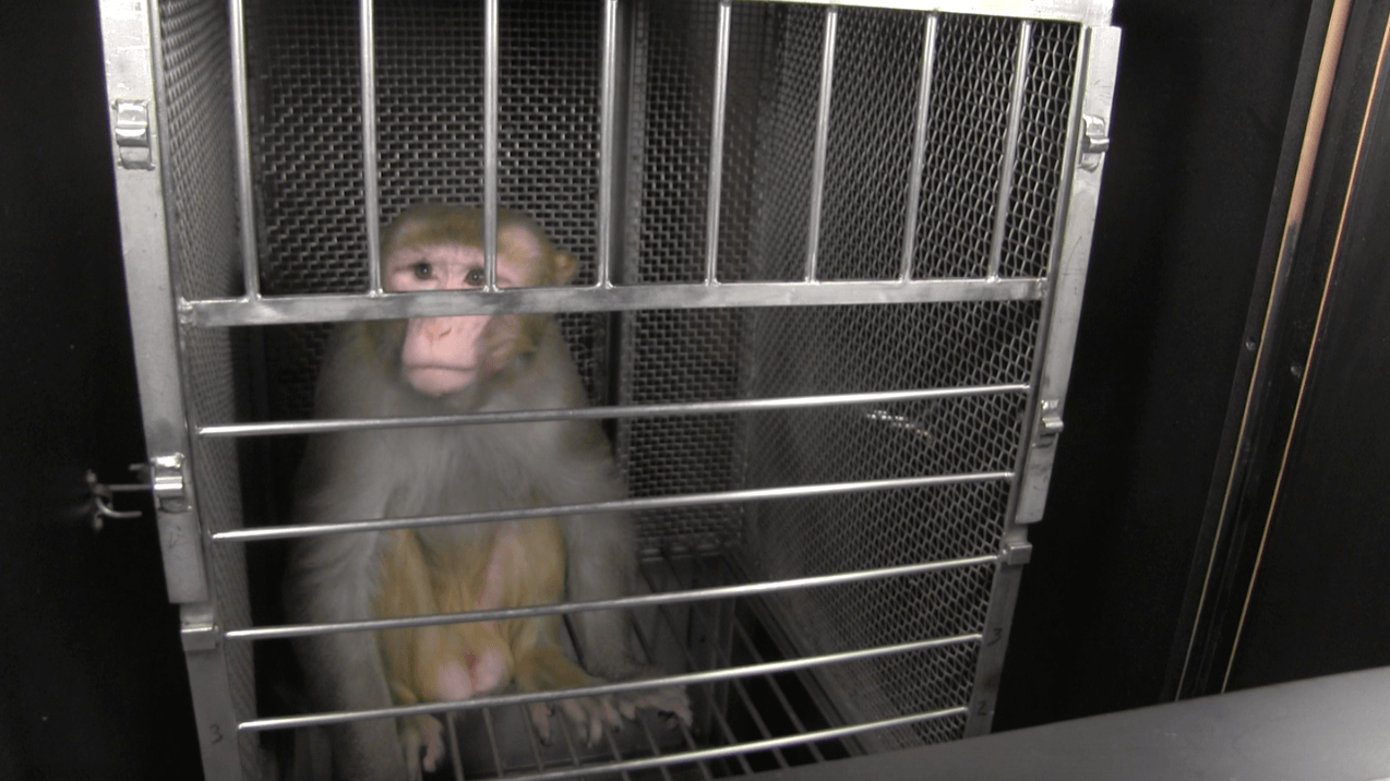 PETA Scientist Slams Monkey Fright Tests by Elisabeth Murray