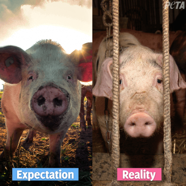 Expectations vs. Reality: Animals Used for Food | PETA