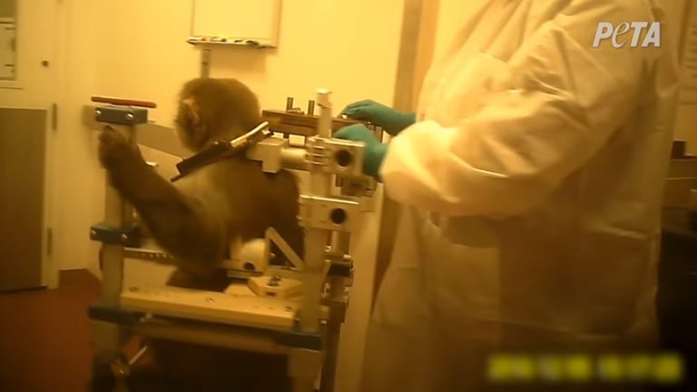 10 Awful Things Monkeys Used in Experiments Endure | PETA