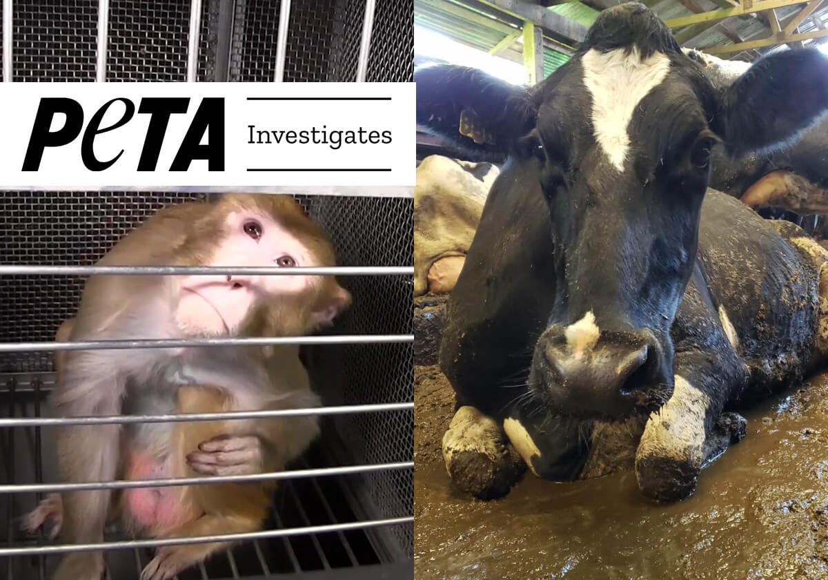 Exposés and Undercover Investigations | PETA