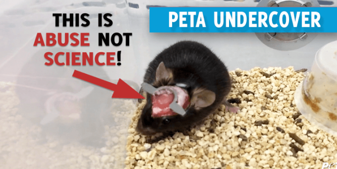 Exposés and Undercover Investigations | PETA