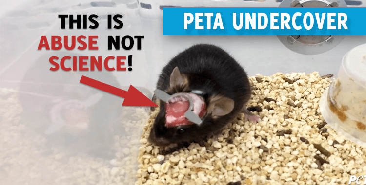 9 Brain Experiments That Will Make You Shun Animal Tests | PETA