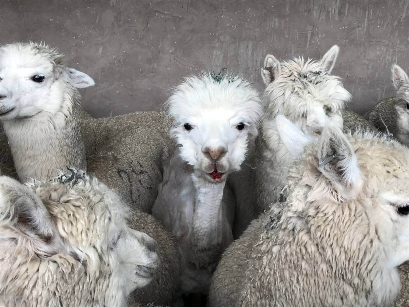 Alpacas Are Suffering and Need Your Help Now! | PETA