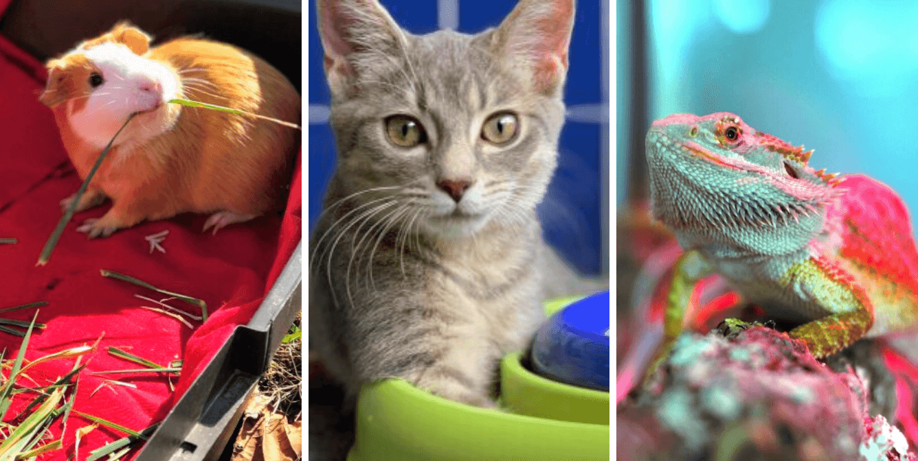 Adopt a Dog, a Cat, a Rabbit, or Another Companion | PETA