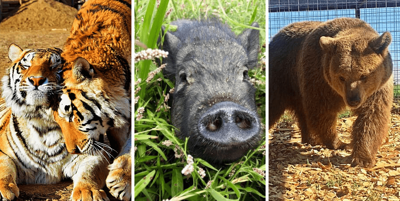 PETA and Our Entities Rescued These Animals | PETA