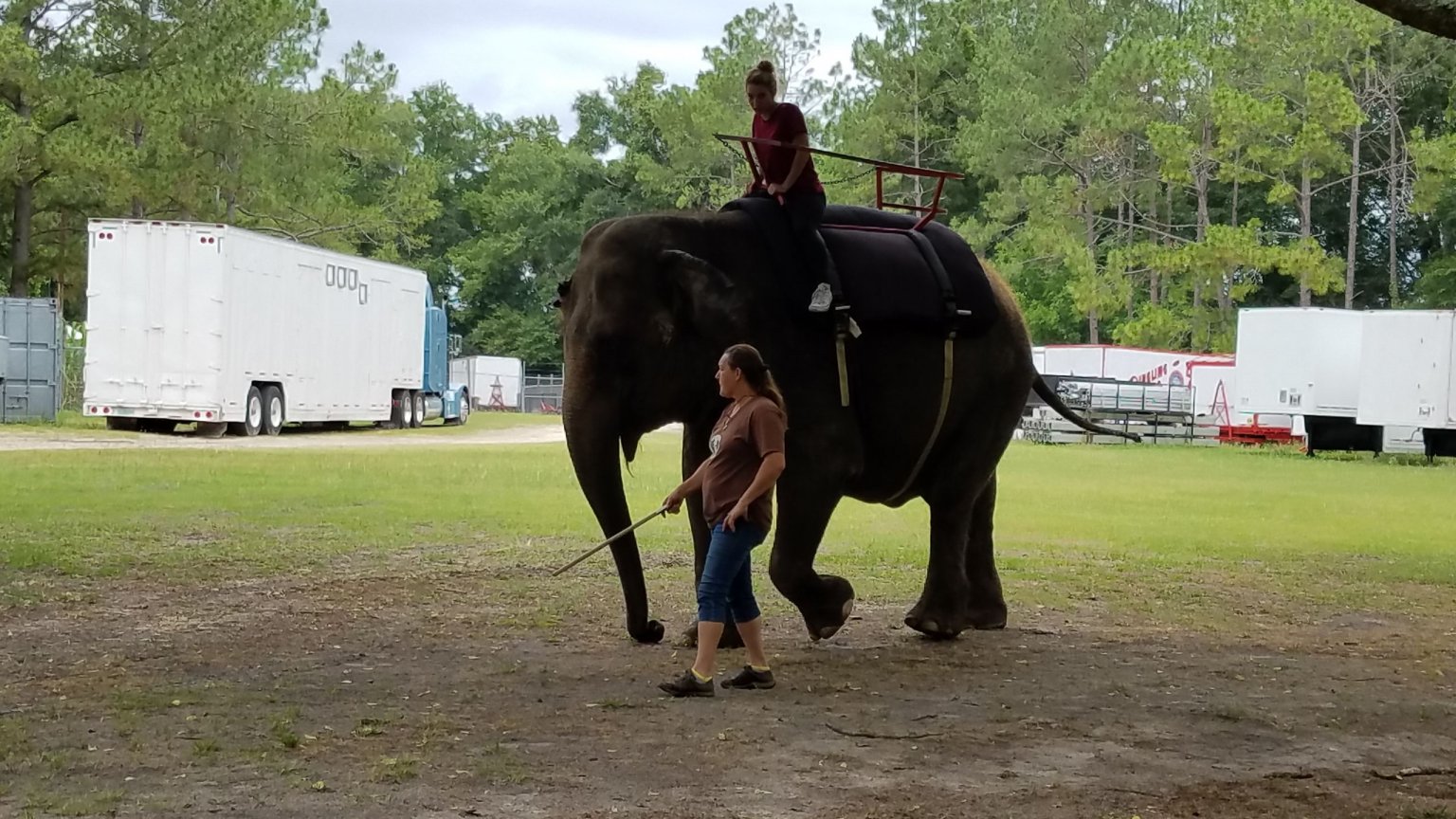 Which Circuses Still Have Animals in 2025? | PETA