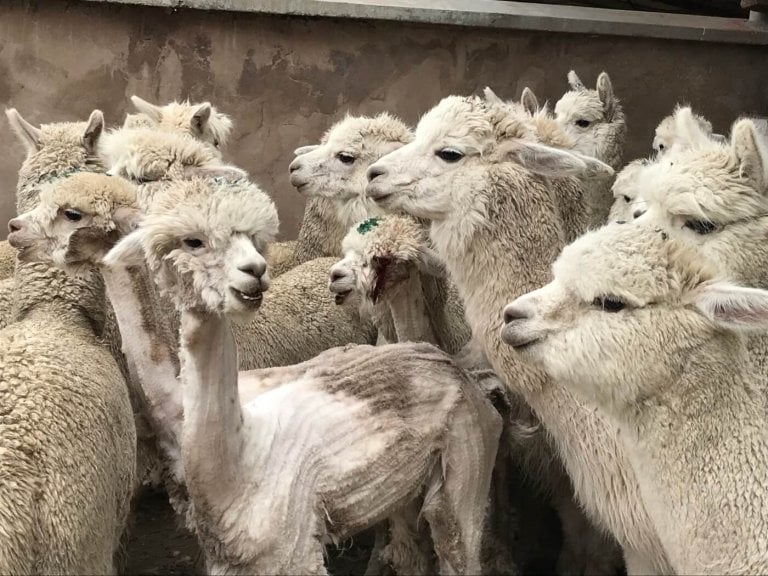 5 Fast Facts About Alpacas | PETA