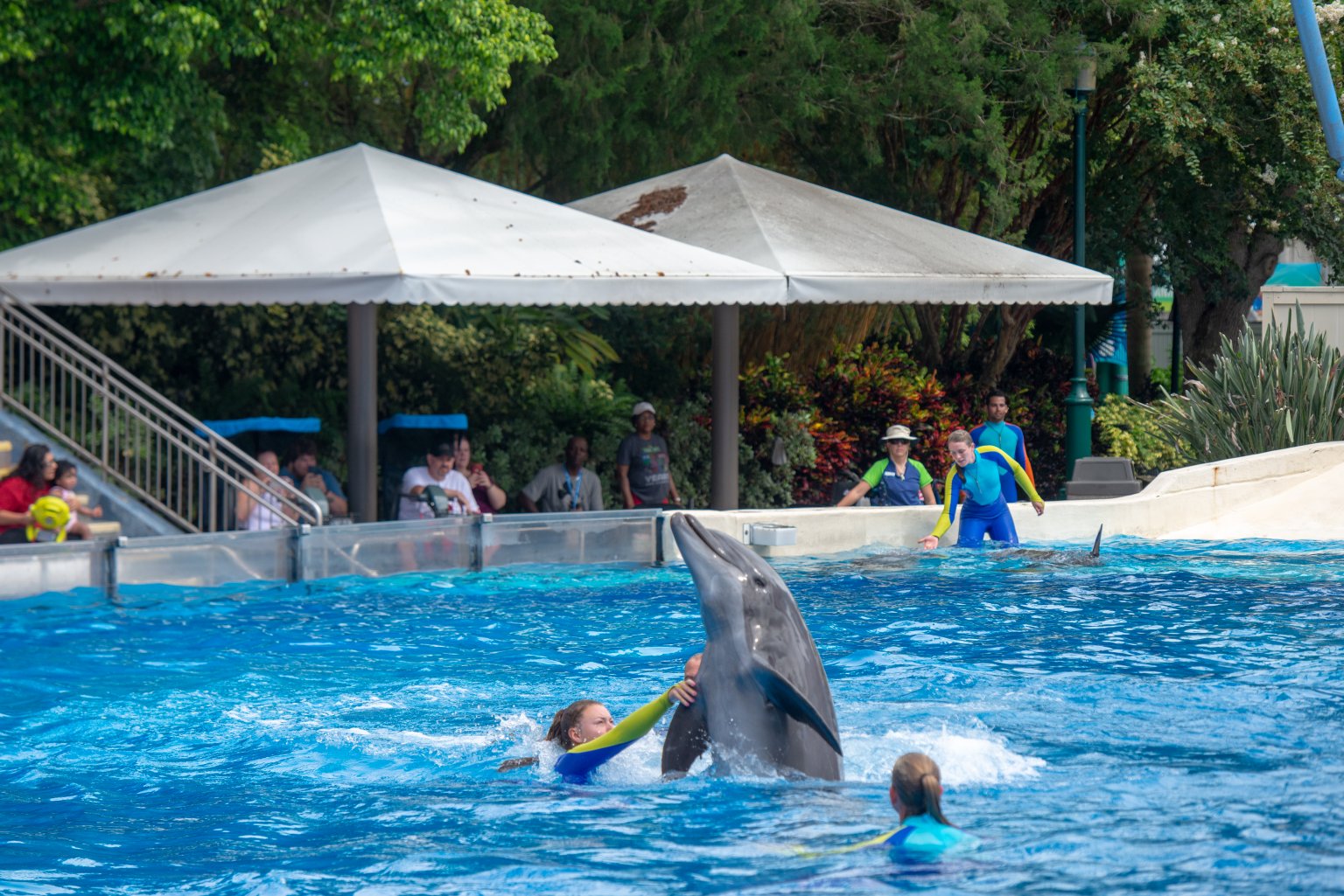 Taiji 2025: How Many Dolphins Were Killed or Abducted | PETA