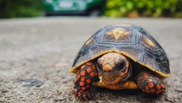 Help Turtles on World Turtle Day and Beyond | PETA