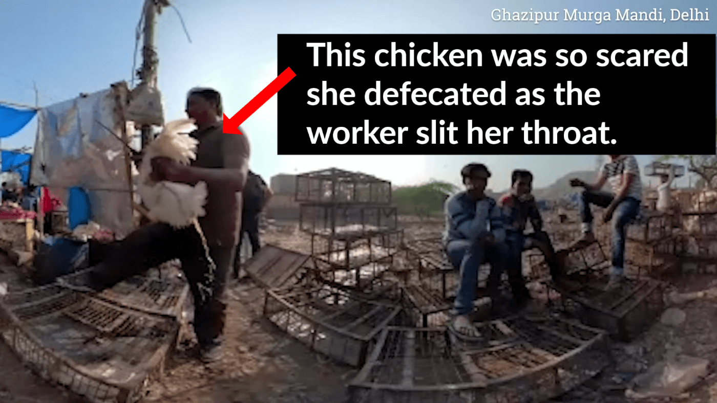 Blood-Soaked Live-Animal Markets in India | PETA