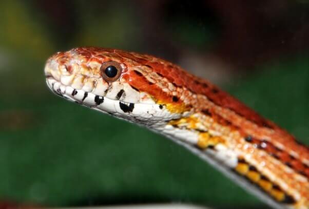 Celebrate National Serpent Day With 16 Snake Facts | PETA