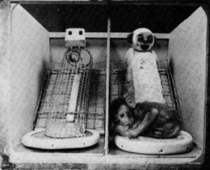 Harlow Monkey Experiments Exposed| PETA