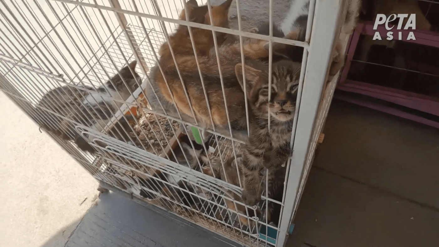 VIDEO: 'Pet' Market in China Doubles as a Gravesite | PETA