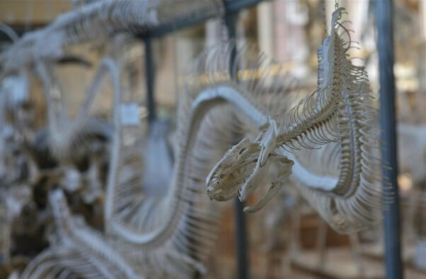 Celebrate National Serpent Day With 16 Snake Facts | PETA