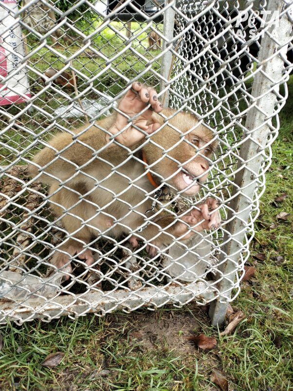 PETA Calls Out Big-Box Bullies, Including Walmart | PETA