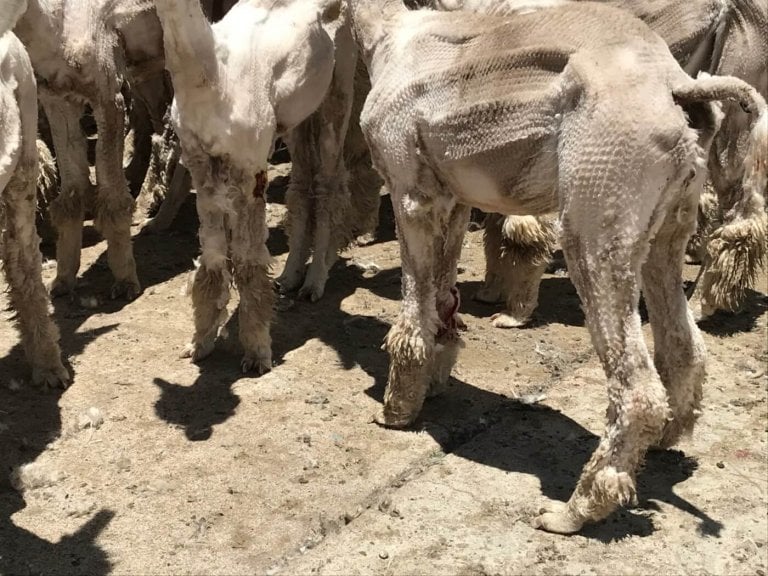 5 Fast Facts About Alpacas | PETA