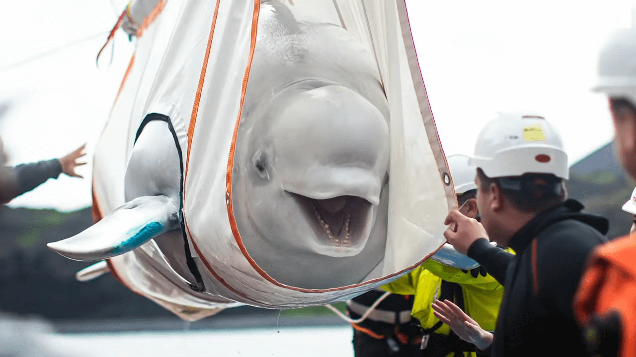 WATCH: Wild-Captured Beluga Whales Return to Sea | PETA