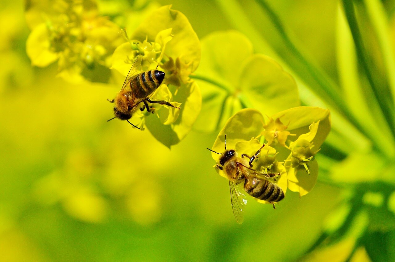 10 Facts That Will Make You Sweet on Bees | PETA