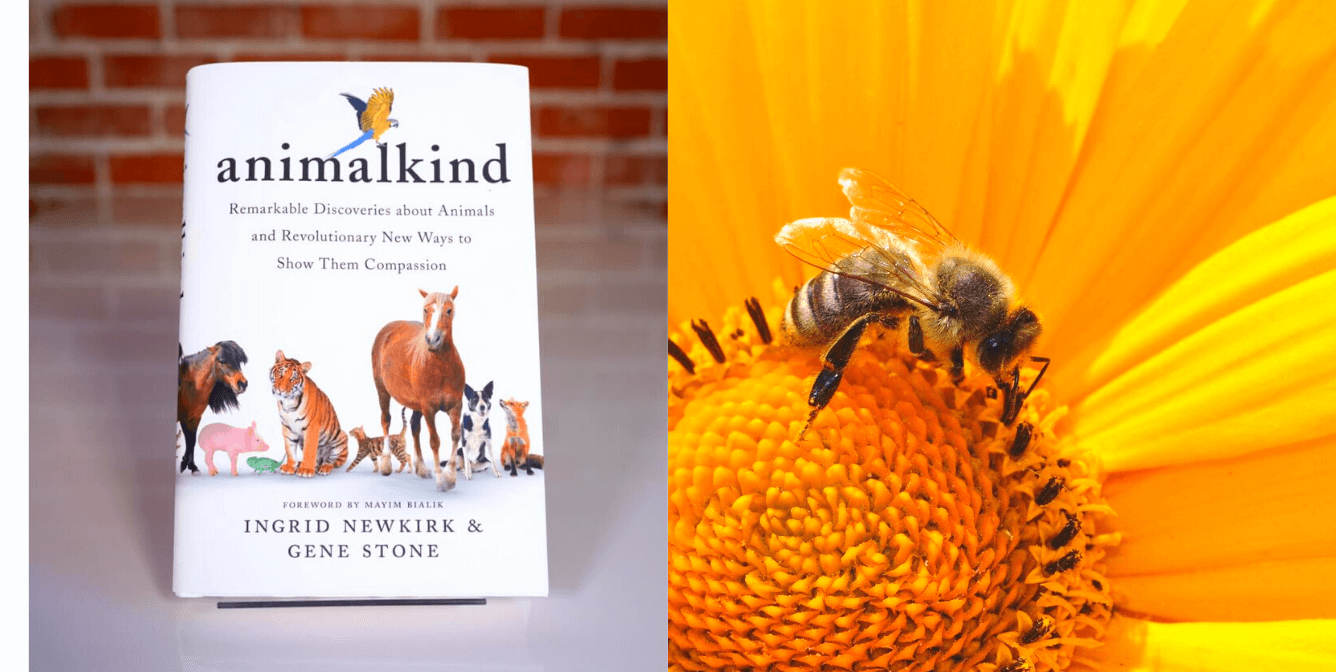 10 Facts That Will Make You Sweet on Bees | PETA