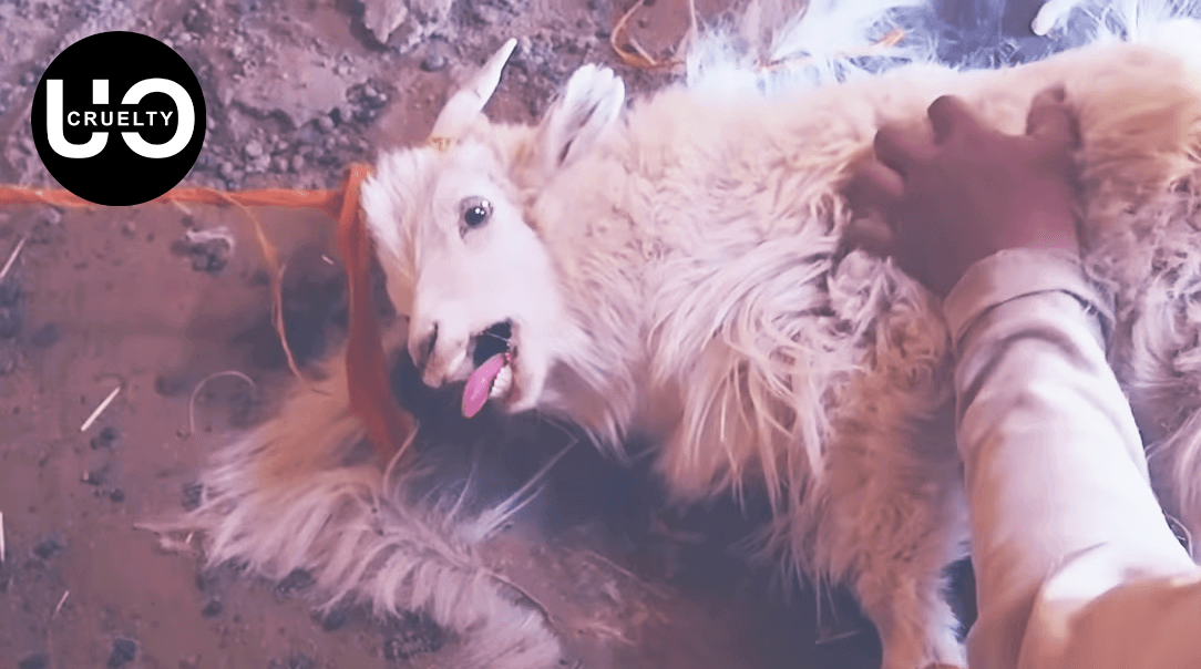 People for the Ethical Treatment of Animals (PETA) People for the Ethical Treatment of Animals (PETA)