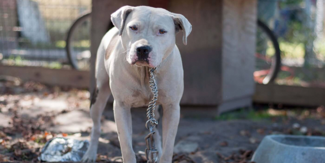 Why PETA 'Kills' Animals and How PETA Helps Animals | PETA