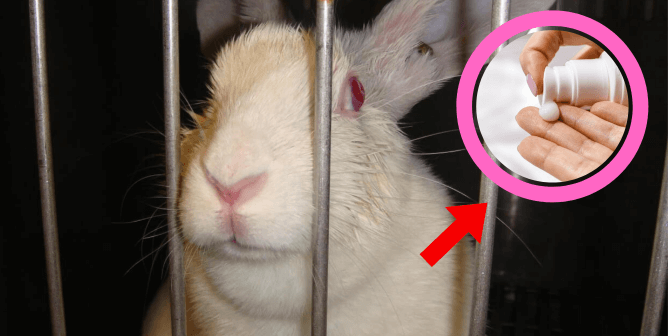 PETA UK page 3 | PETA