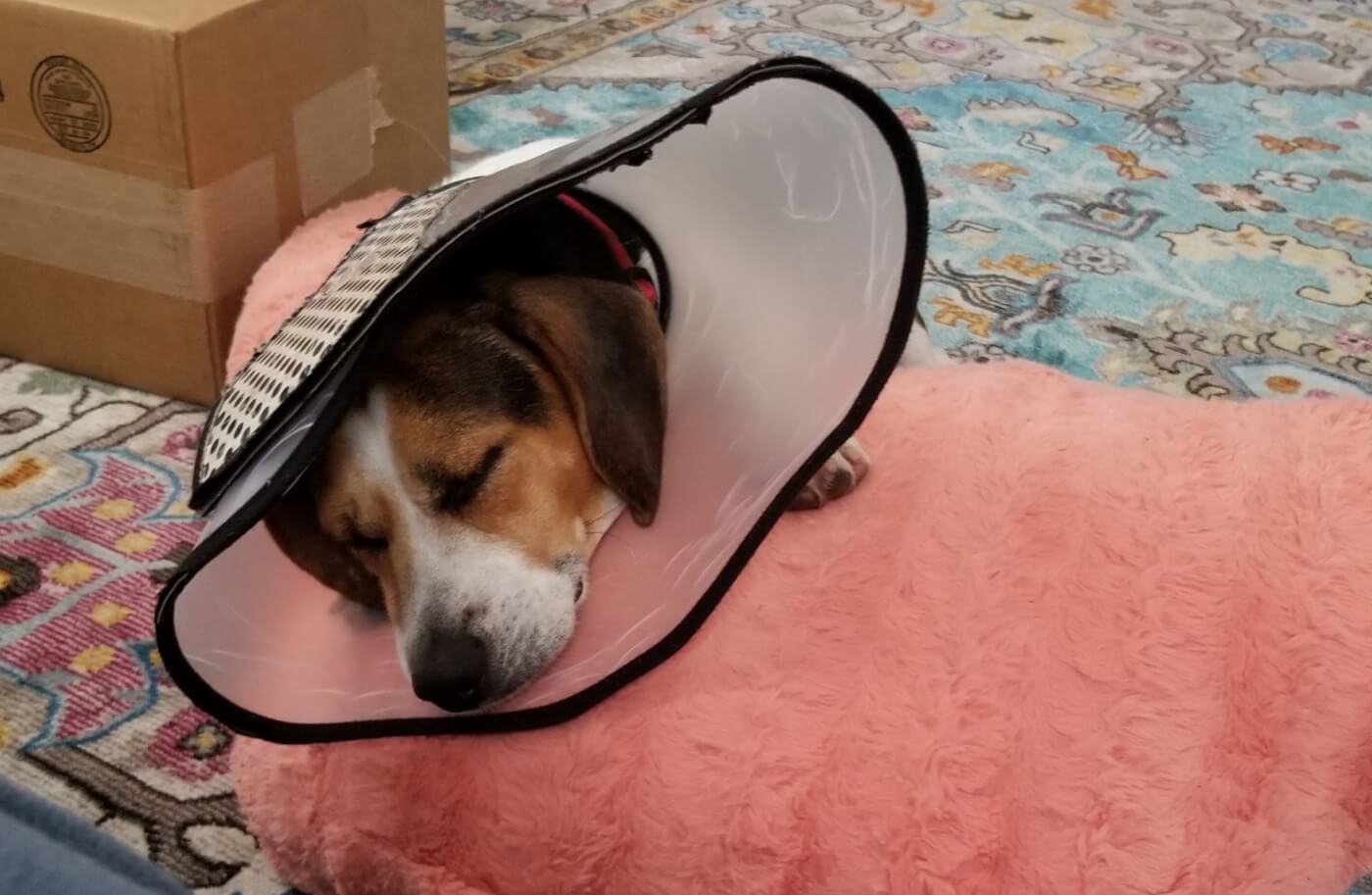 Have You Ever Wished for a Magic Bean? | PETA