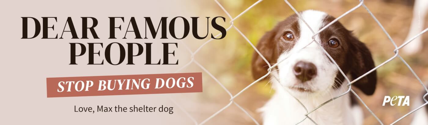 Public Service Announcements (PSAs) | Media Center | PETA