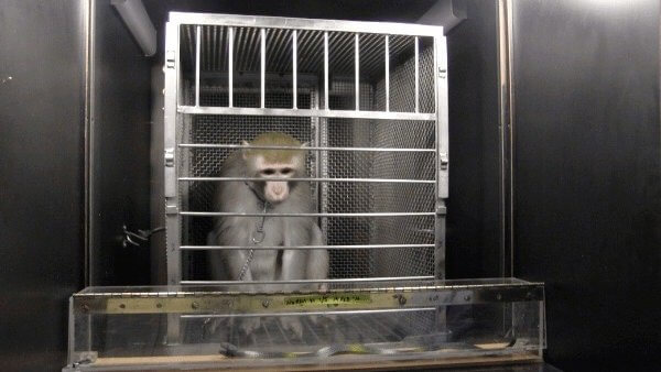 She Experiments on Monkeys, and They Call Her ‘Loving’ | PETA