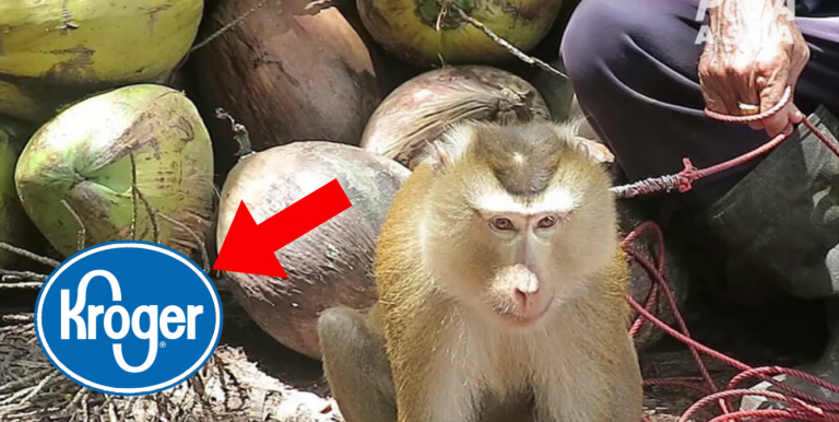 Help Monkeys Driven Insane and Kept Chained for Coconuts | PETA