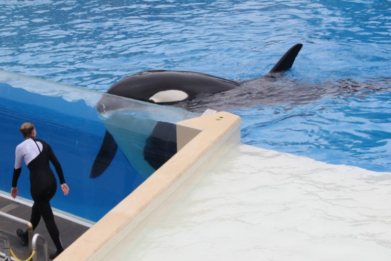 Corky’s Captivity Clock Is Ticking: Every Second Counts | PETA
