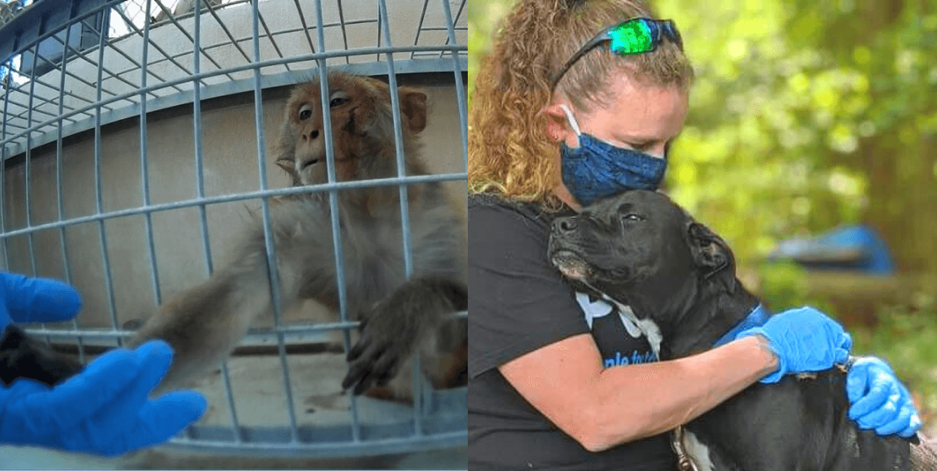 Work at PETA or the PETA Foundation | PETA