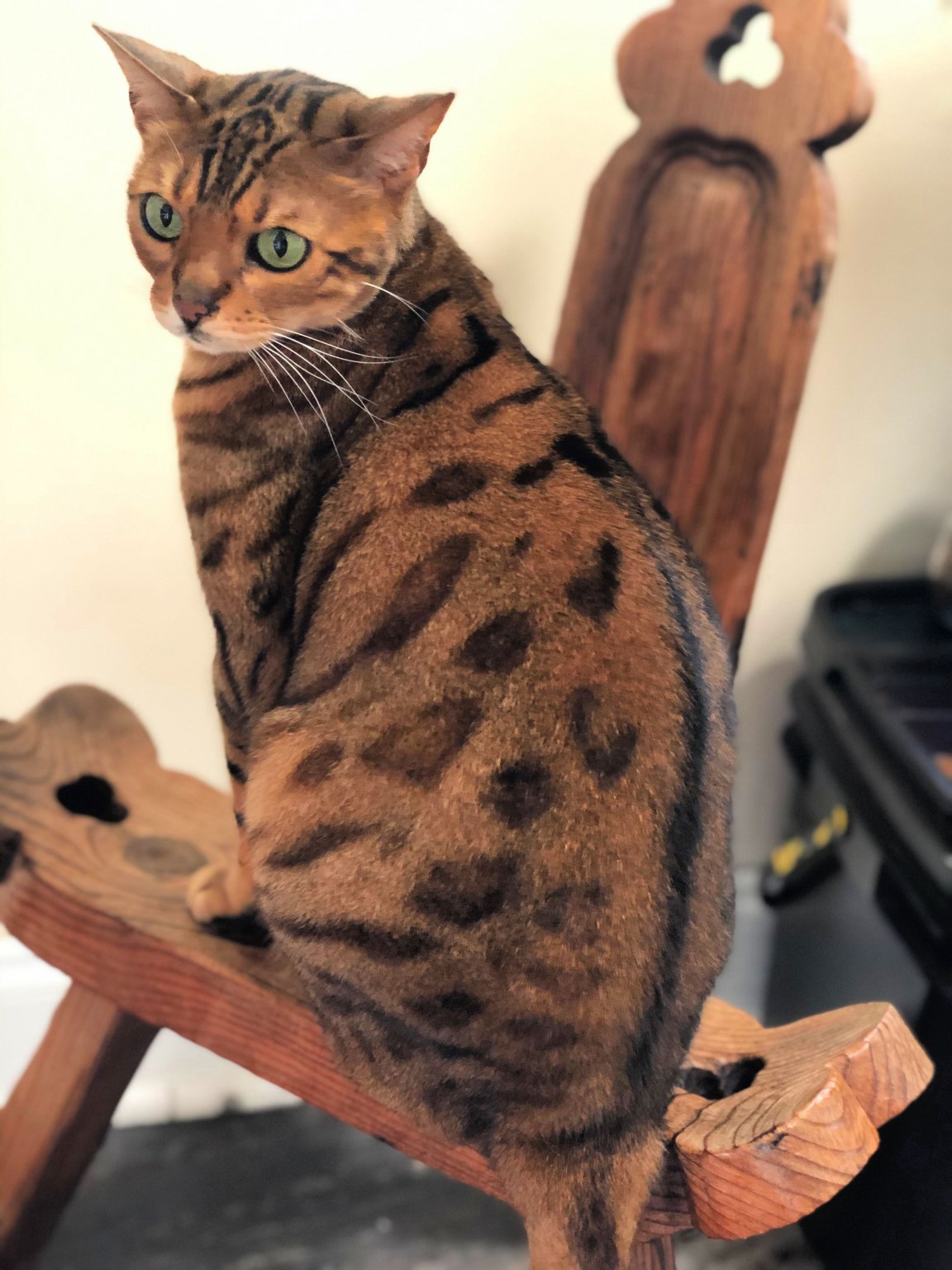 Most Beautiful Cat in the World Seeks a New Home to Grace | PETA