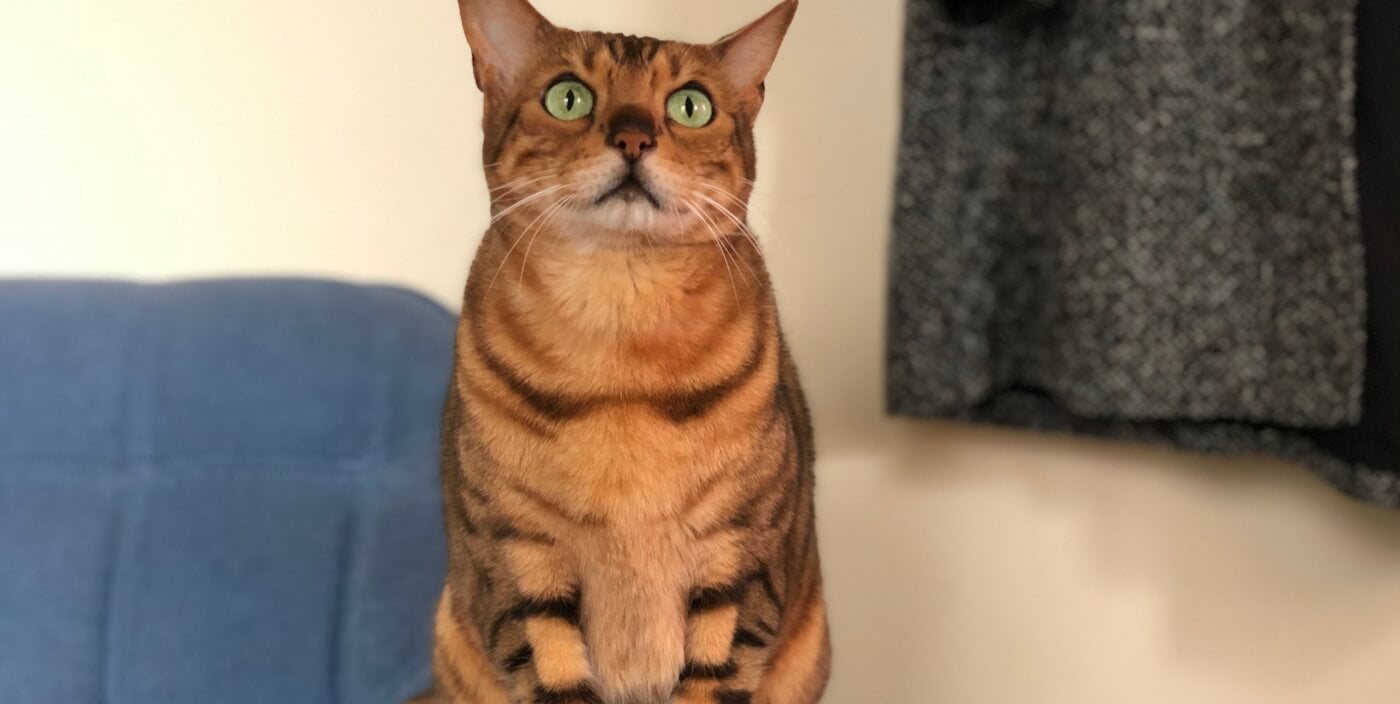 Most Beautiful Cat in the World Seeks a New Home to Grace | PETA