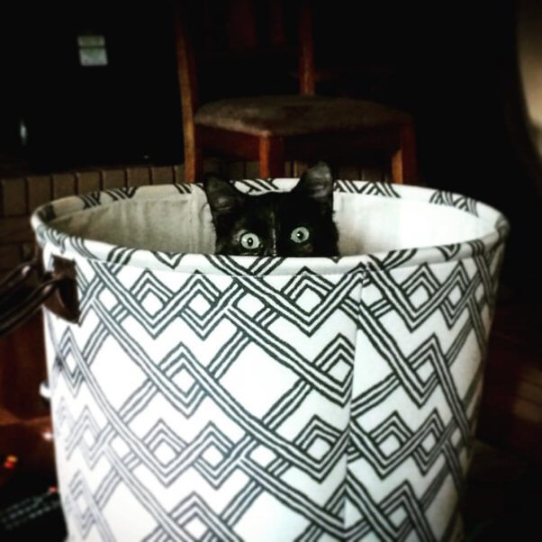 No Cost Holiday Gift Ideas for Cats | PETA