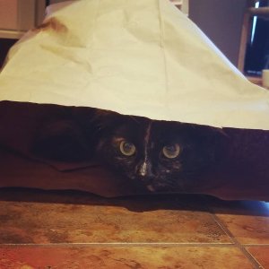 No Cost Holiday Gift Ideas for Cats | PETA