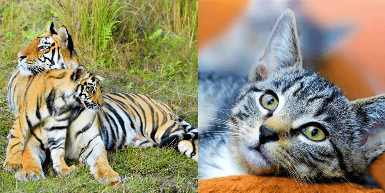 Try to Get a PURRfect Score on PETA's Cat Facts Quiz | PETA