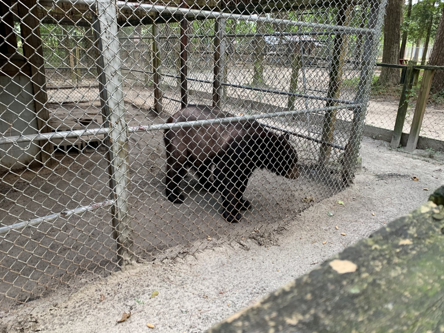 Meet 10 Animals at the Worst Roadside Zoo in America | PETA