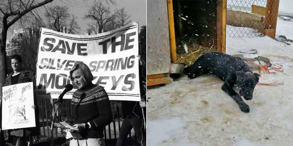 PETA Turns 40: Look Back at Shocking Investigations | PETA