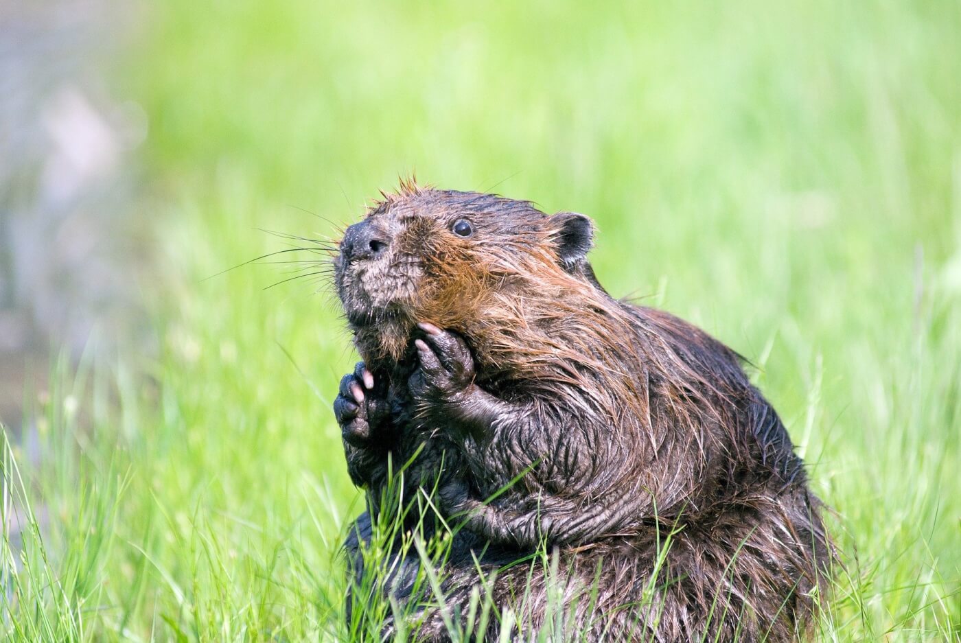 Murderous contractor Kills Hundreds of Beavers Each Year | PETA