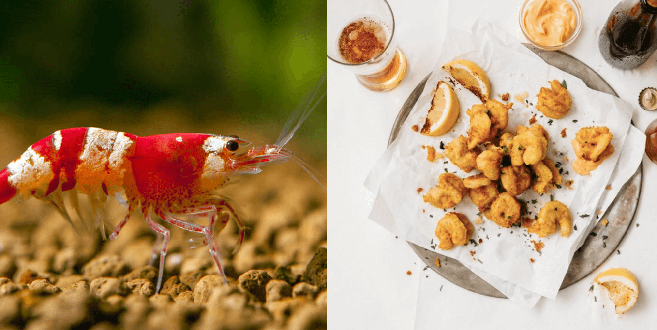 How Vegan Fish and Cell-Based Shrimp Can Save Sea Life | PETA