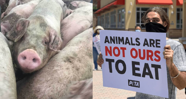 PETA Takes On Industries That Exploit Animals | Campaigns