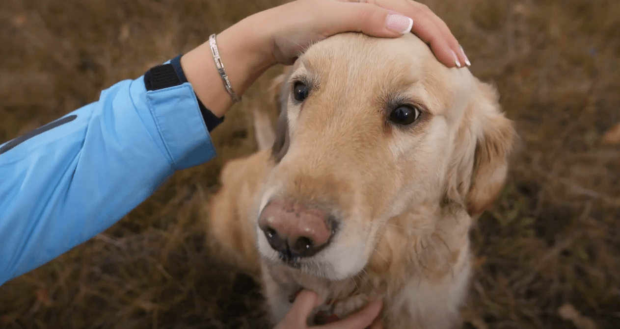 Companion Animals After Lockdown 0:60 | PETA