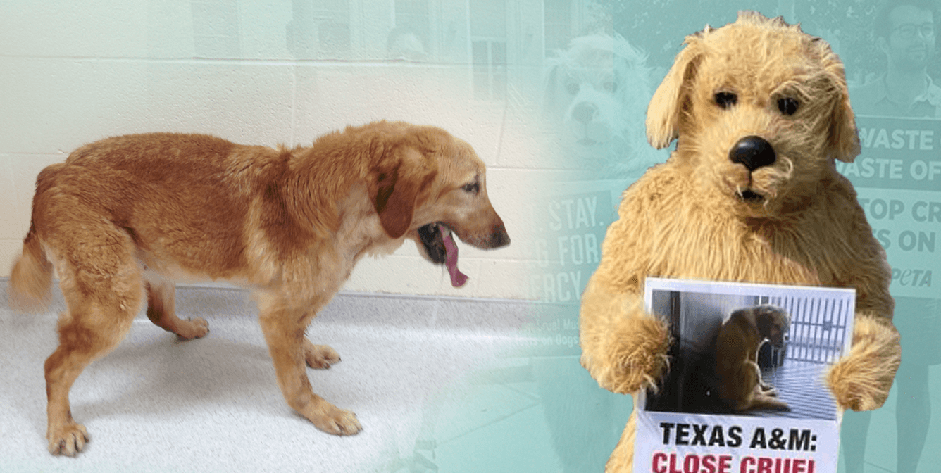 People for the Ethical Treatment of Animals (PETA)