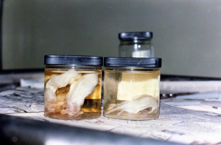 11 Animal Testing Statistics That Will Blow Your Mind | PETA