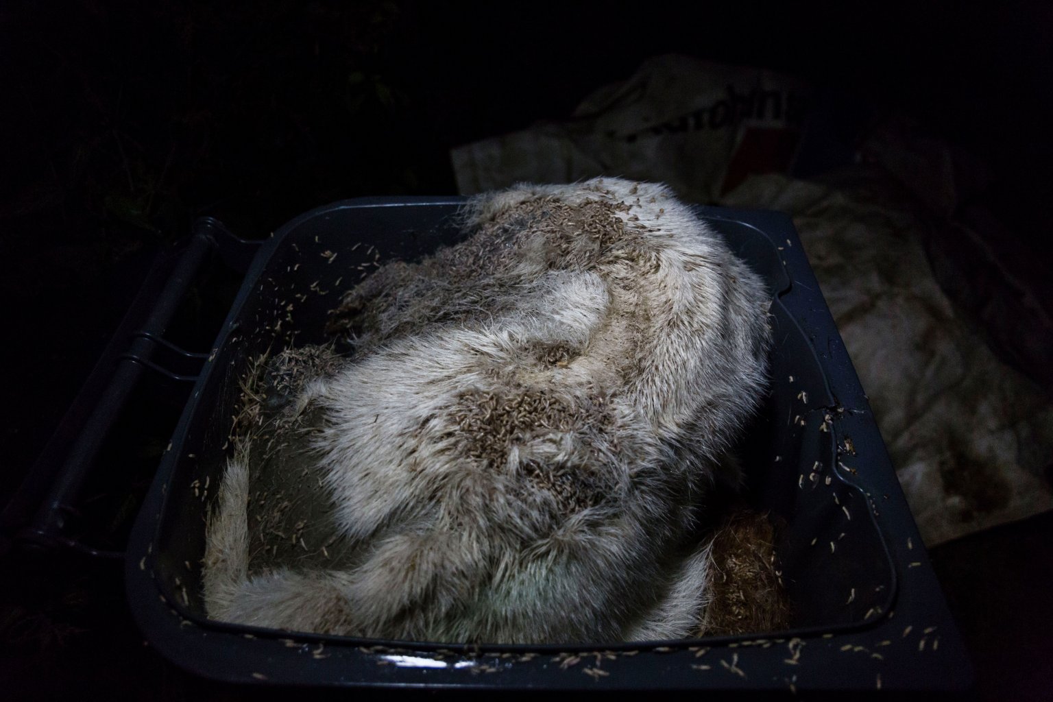 10 Reasons to Ditch Goat Cheese and Choose Vegan Cheese | PETA